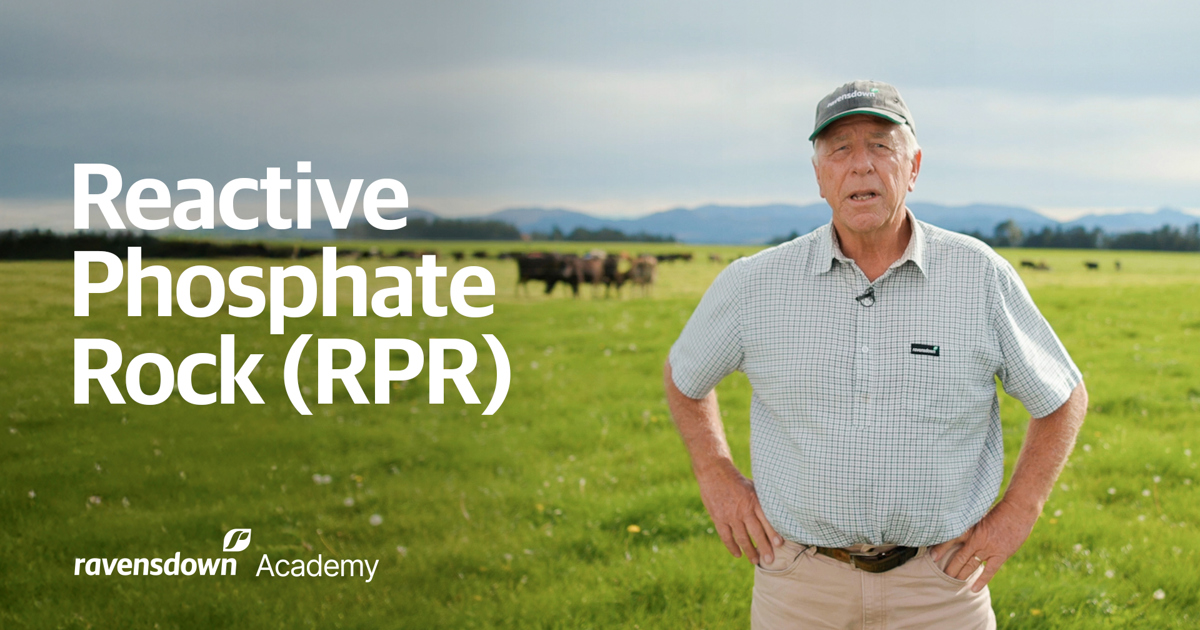Ravensdown | How Reactive Phosphate Rock (RPR) Works: Slow Release ...